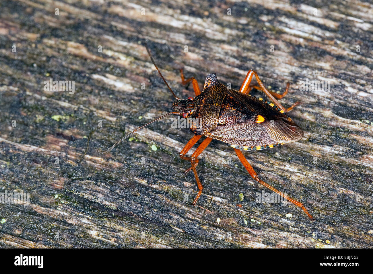 forest bug (Pentatoma rufipes), sitting on deadwood, Germany Stock ...