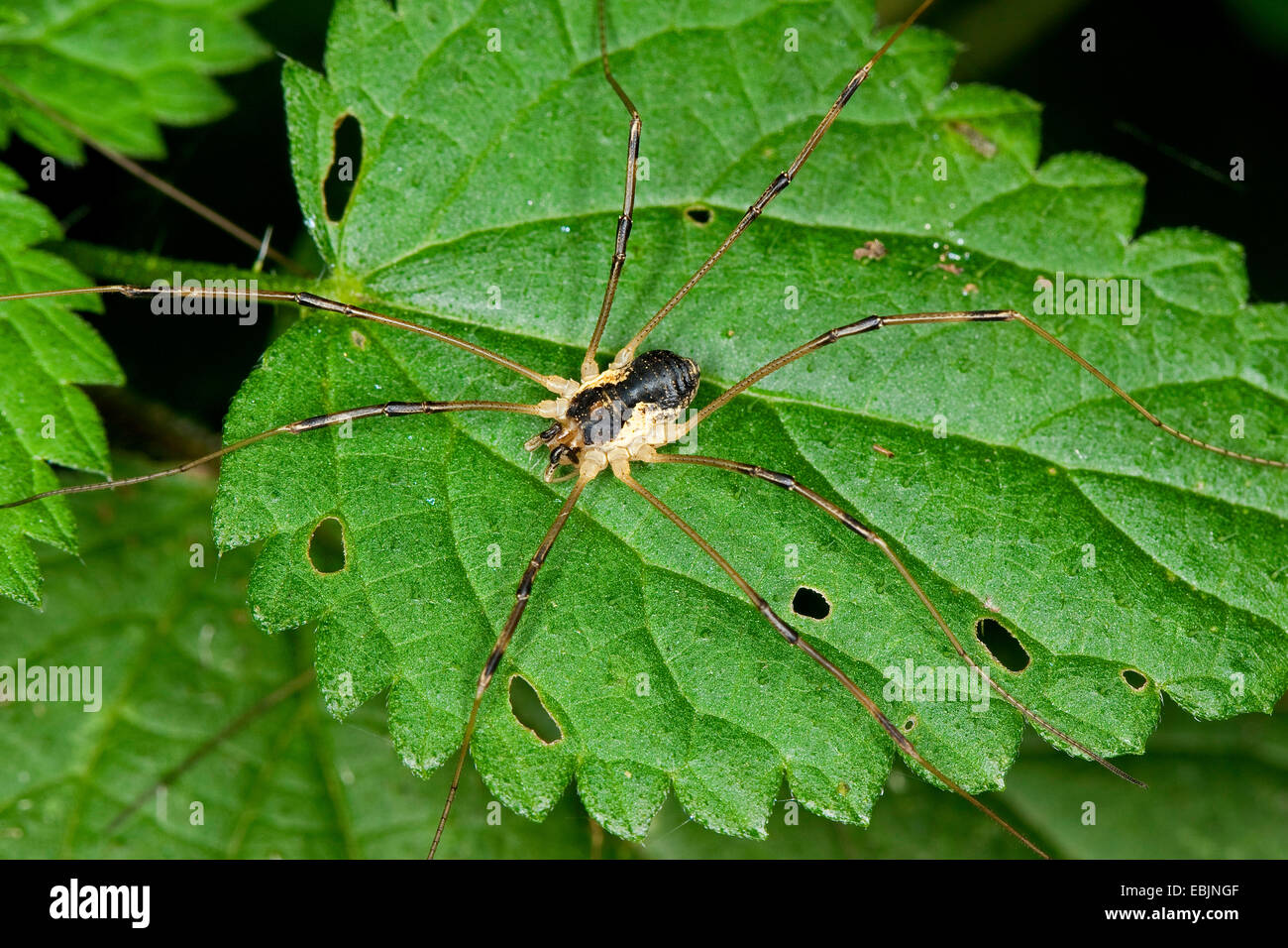 harvestman (Mitopus morio), male sitting on a leaf, Germany Stock Photo ...