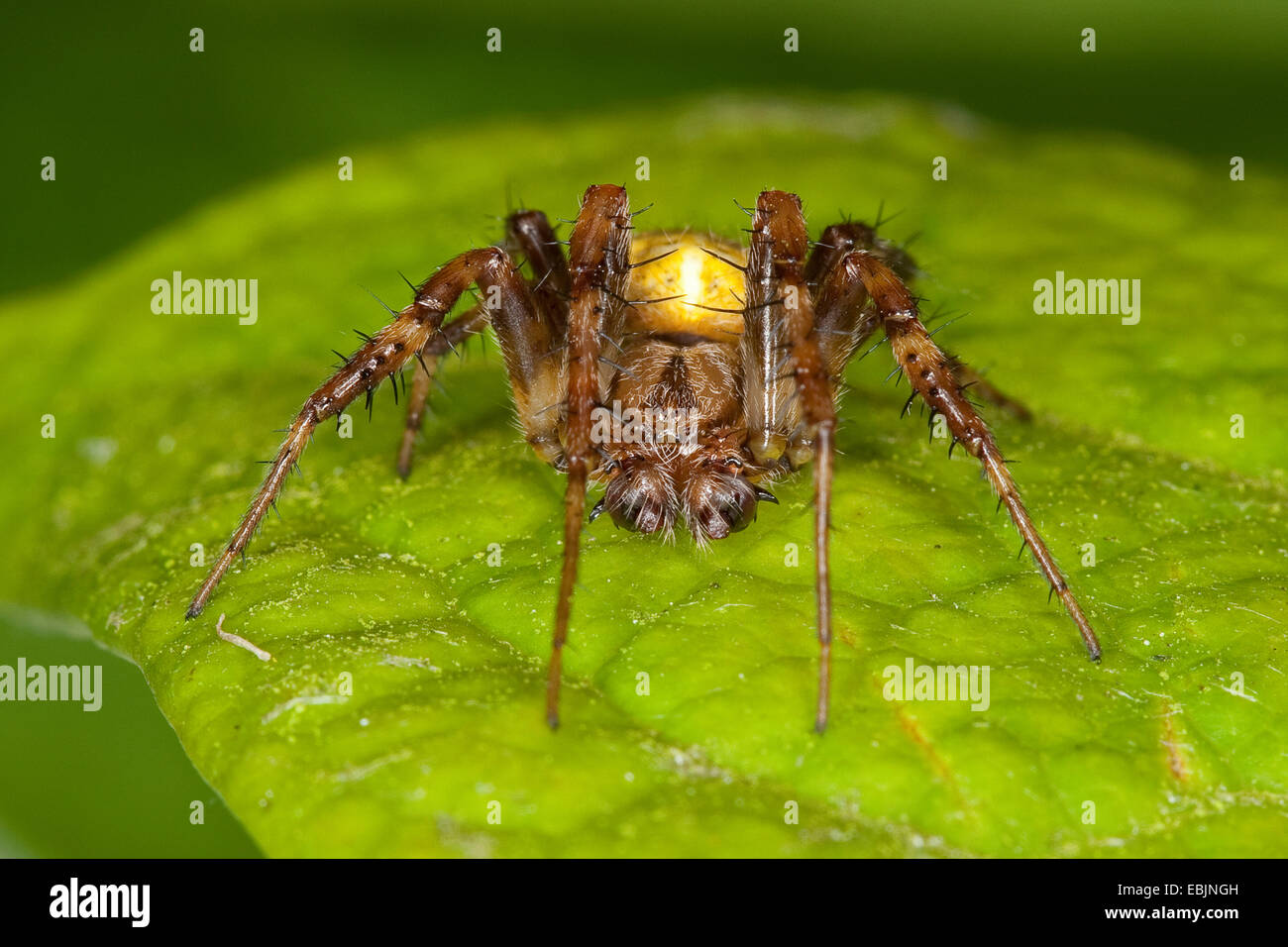 Palp palps pedipalp pedipalps hi-res stock photography and images - Alamy