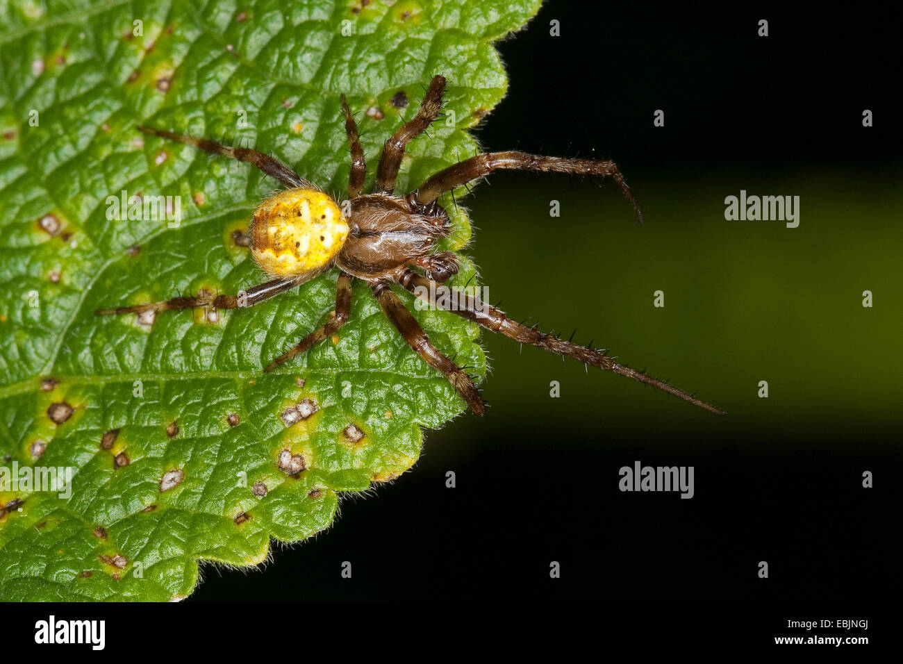 fourspotted orbweaver (Araneus quadratus), male on a leaf edge Stock ...