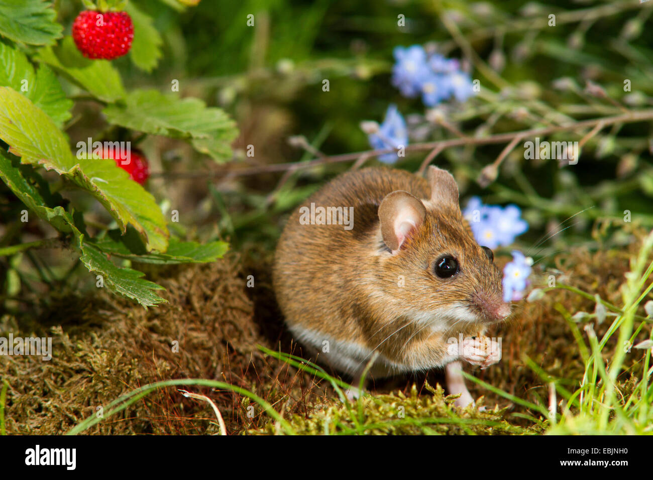 yellow-necked mouse (Apodemus flavicollis), sitting nibbling next to a ...