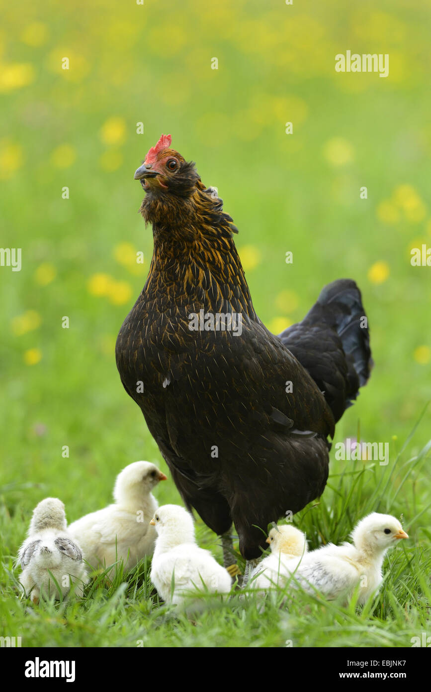 domestic fowl (Gallus gallus f. domestica), clucking hen with chicks in ...
