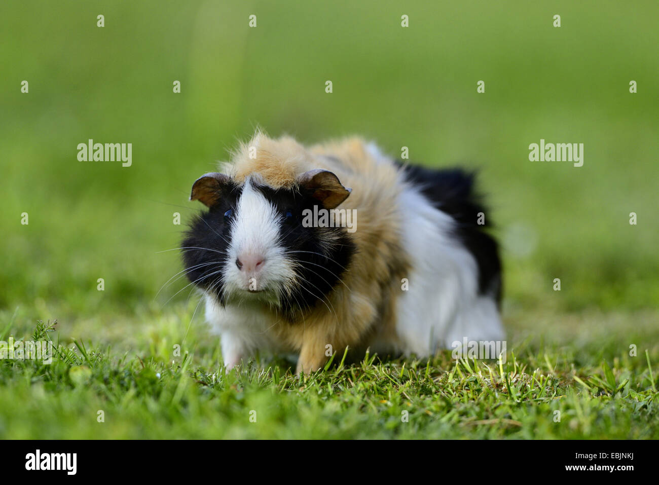 Guinea pig breeds hi-res stock photography and images - Alamy