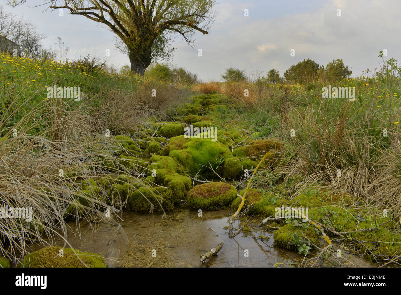 Mossy brook hi-res stock photography and images - Alamy