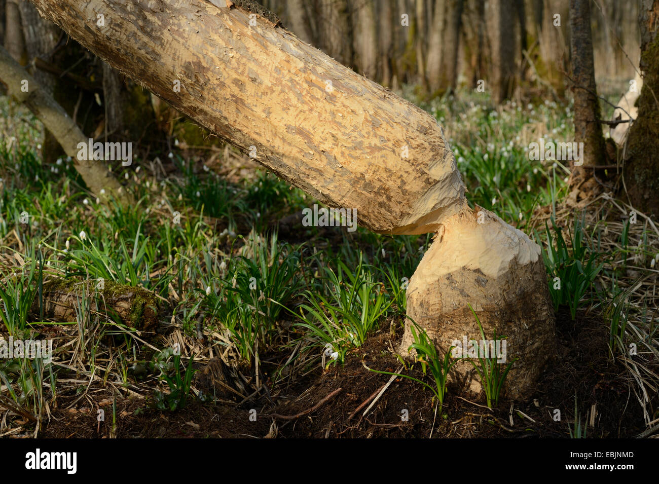 Beaver felling tree hi-res stock photography and images - Alamy