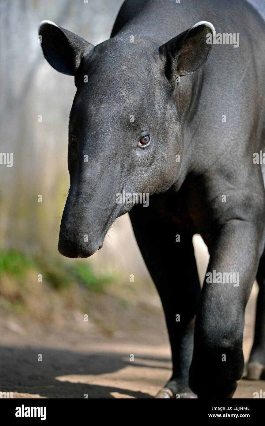 Asiatic tapir, Malayan tapir (Tapirus indicus), front view Stock Photo ...