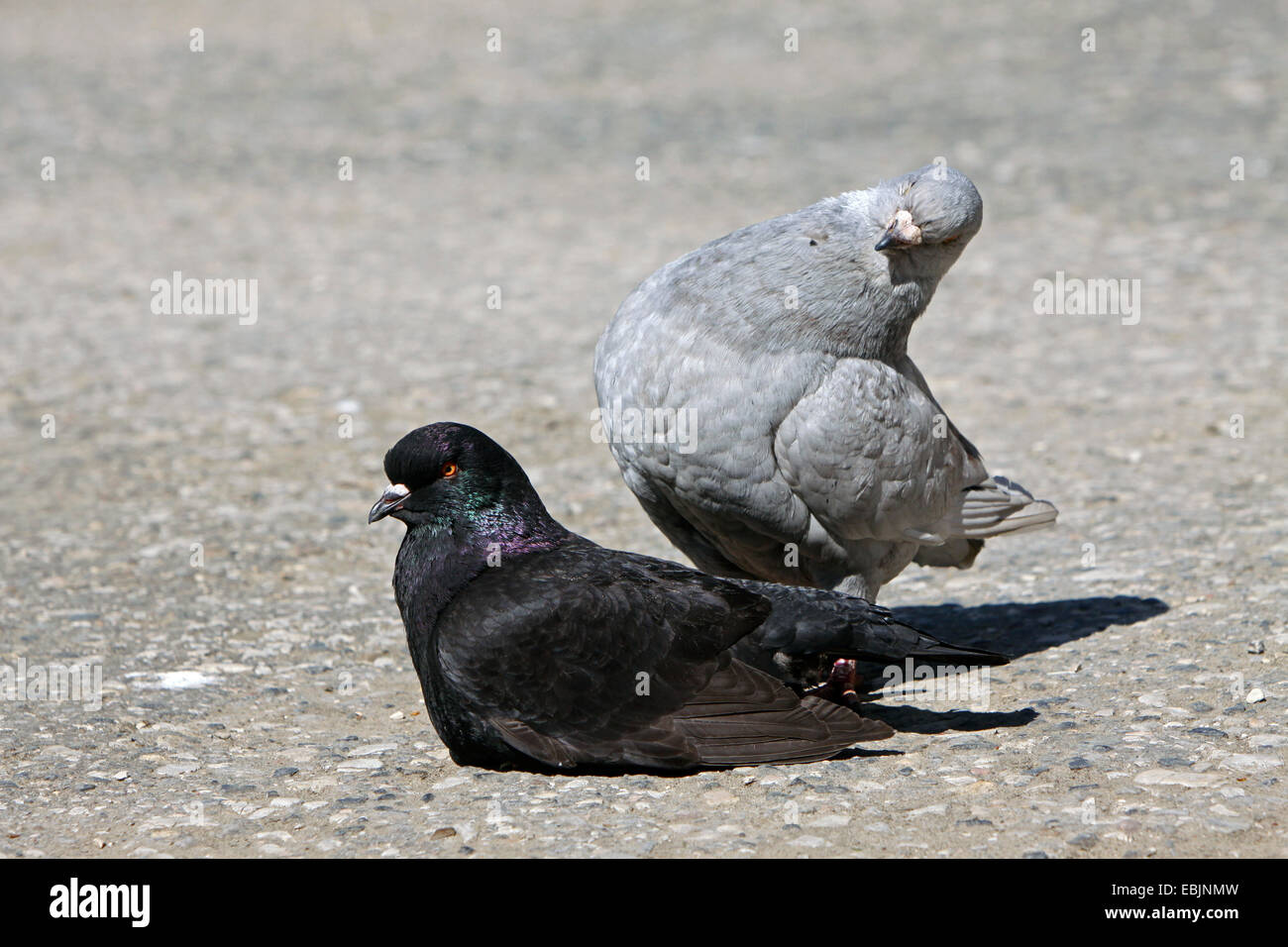 Modena pigeon (Columba livia f. domestica), male pigeon looking at ...