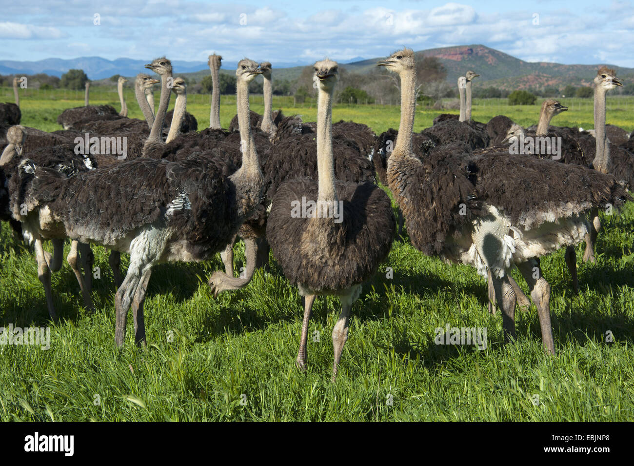Ostrich standing in meadow hi-res stock photography and images - Alamy