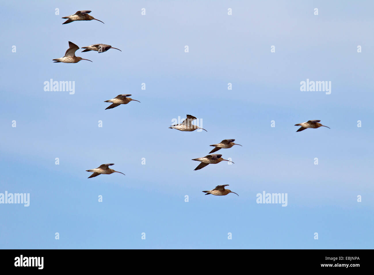 western curlew (Numenius arquata), flying flock, Germany, Schleswig ...