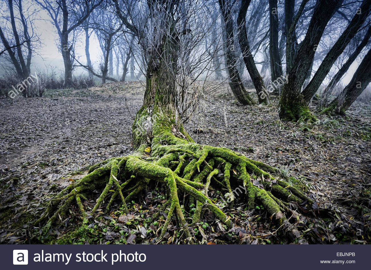 River Bank Tree Roots Stock Photos & River Bank Tree Roots Stock Images ...
