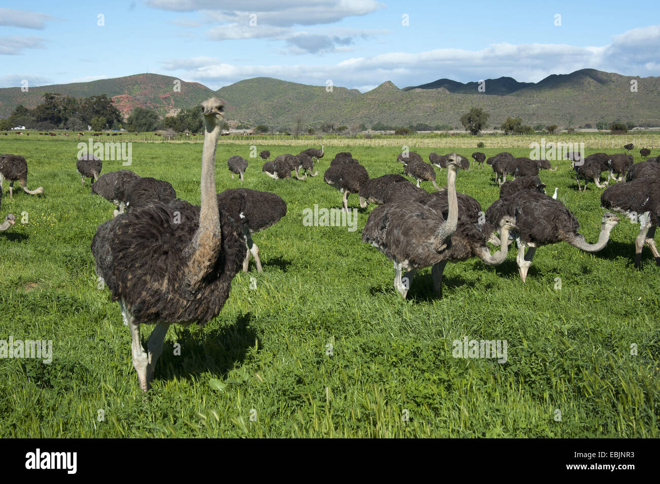 Ostrich standing in meadow hi-res stock photography and images - Alamy