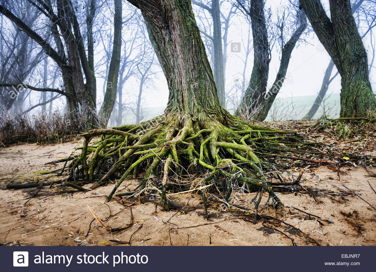 River Bank Tree Roots Stock Photos & River Bank Tree Roots Stock Images ...