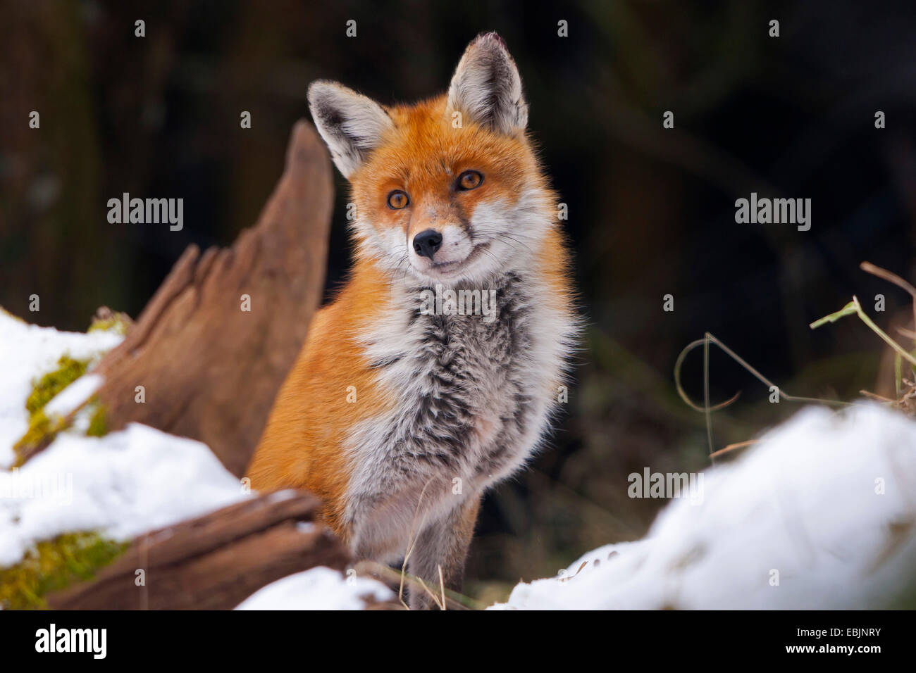 red fox (Vulpes vulpes), standing on a snow covered root, Switzerland ...