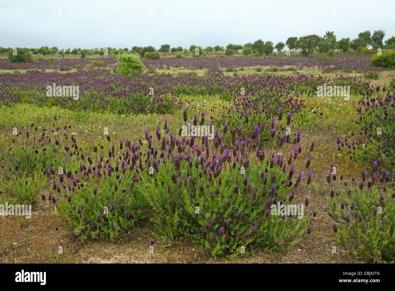 French lavender (Lavandula stoechas), blooming, Portugal, Alentejo ...