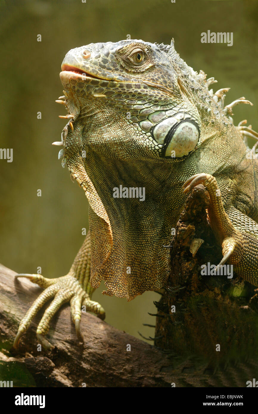 green iguana, common iguana (Iguana iguana), sitting on a branch ...