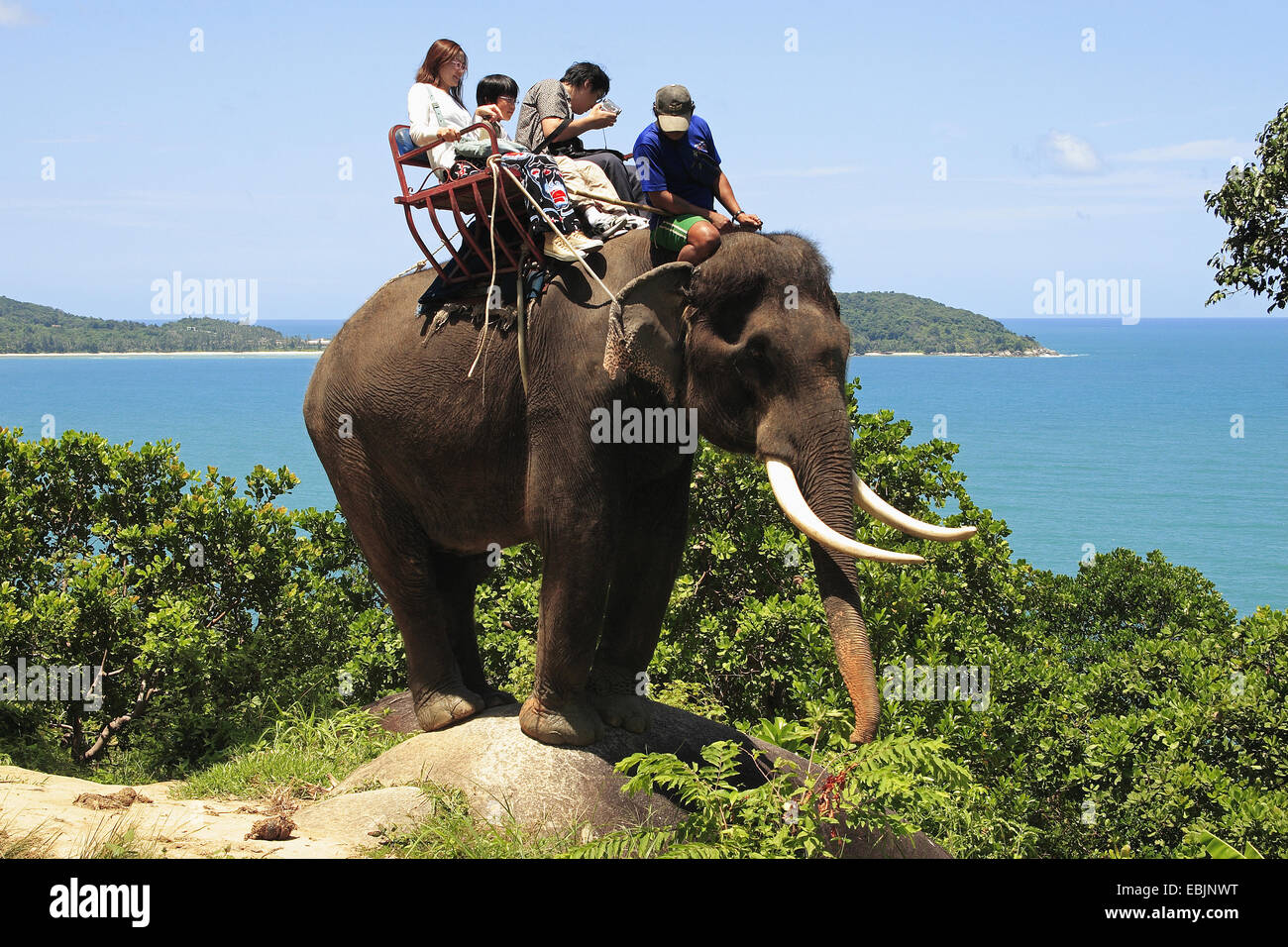 Asiatic elephant, Asian elephant (Elephas maximus), tourist riding on ...