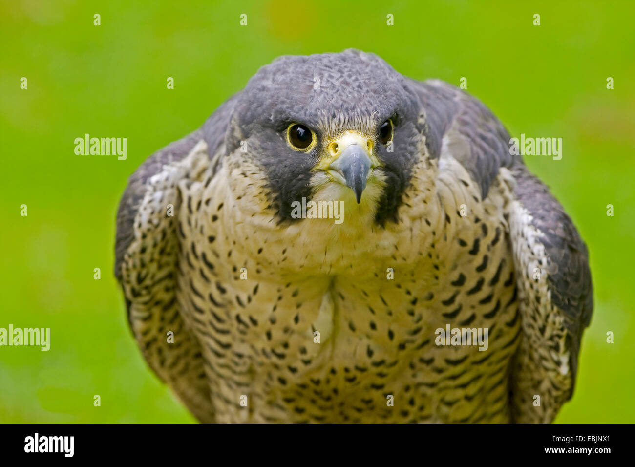 peregrine falcon (Falco peregrinus), portrait, Germany Stock Photo - Alamy