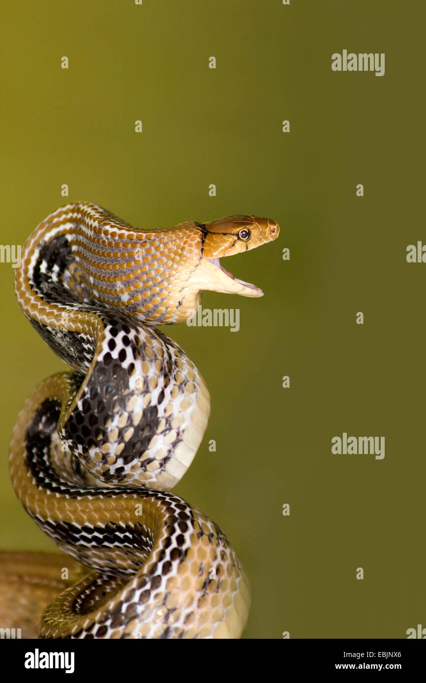 king cobra, hamadryad (Ophiophagus hannah), threatening Stock Photo - Alamy