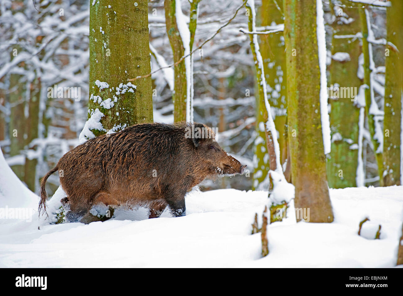 wild boar, pig, wild boar (Sus scrofa), having a scratch at a tree ...