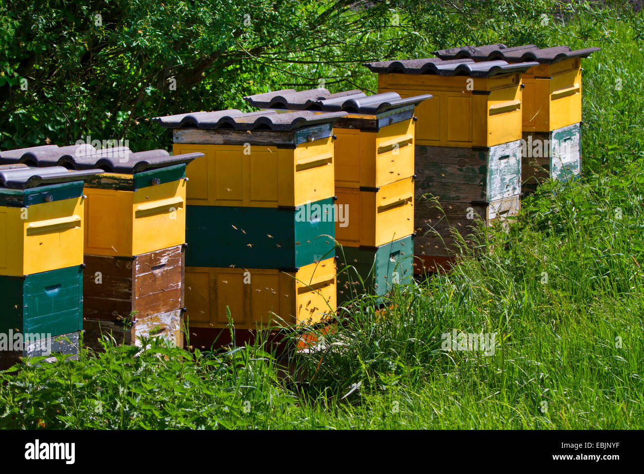 honey bee, hive bee (Apis mellifera mellifera), beehives in a meadow ...