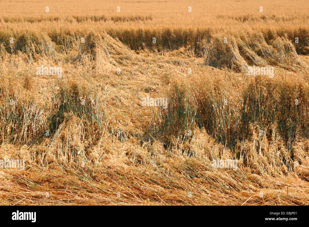 cultivated oat, common oat (Avena sativa), parts of an oat field ...