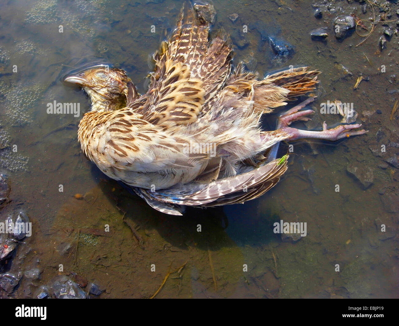 Dead female pheasant hi-res stock photography and images - Alamy