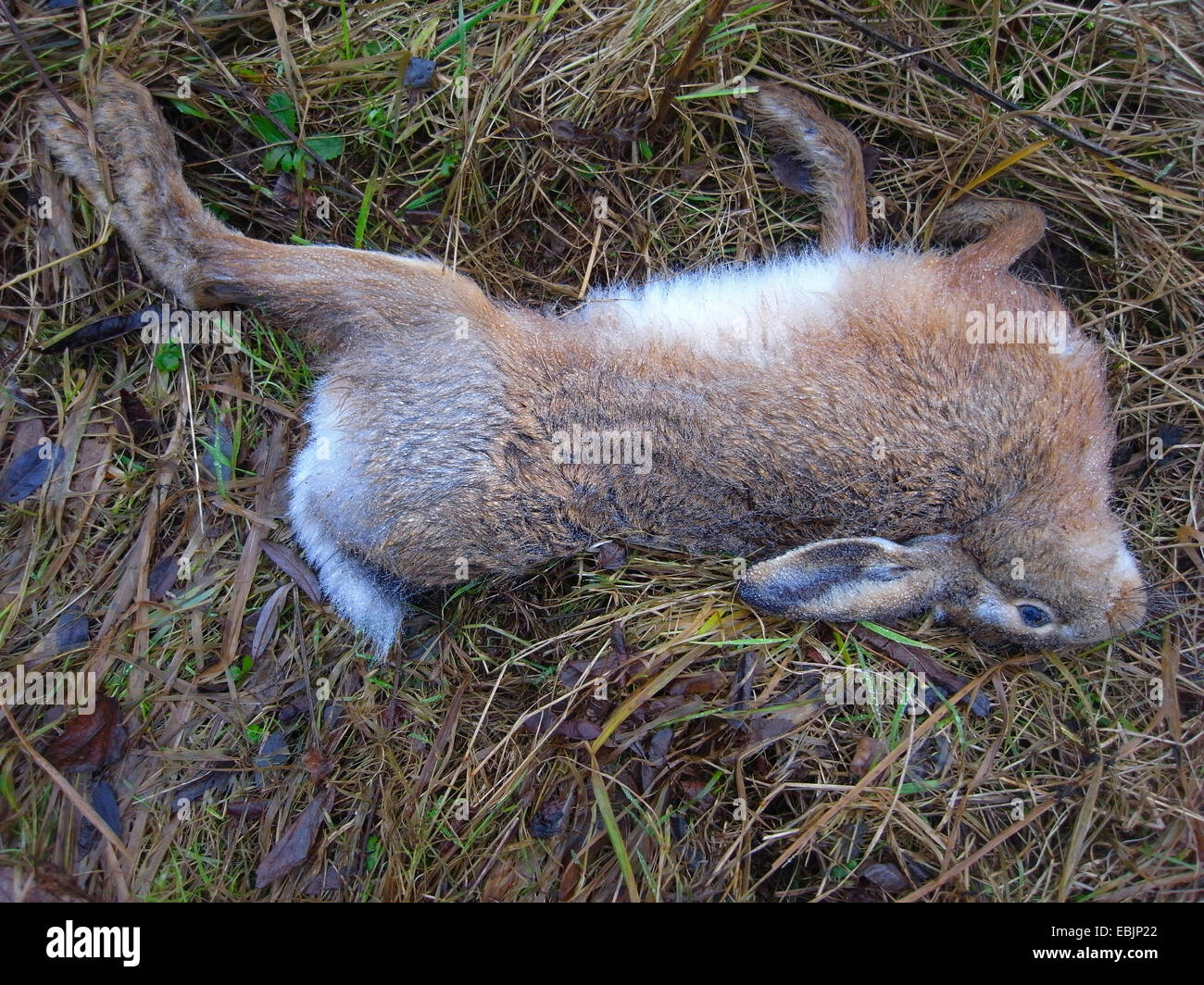 Death rabbit hi-res stock photography and images - Alamy