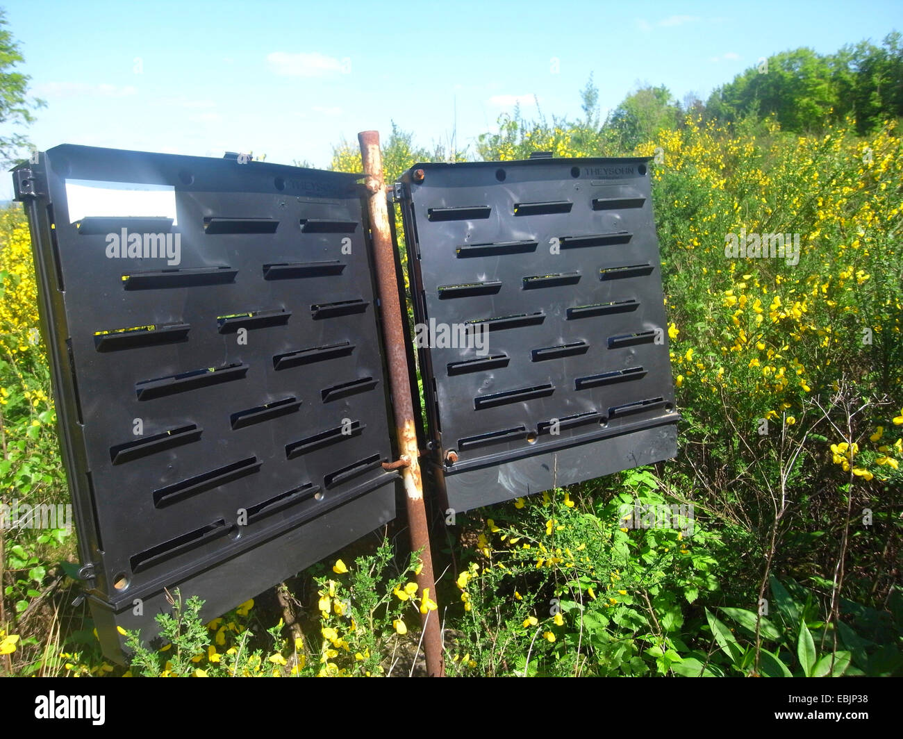 Ambrosia beetle trap hi-res stock photography and images - Alamy