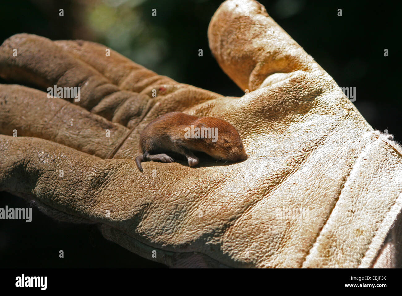voles, meadow mice (Microtus spec.), juvenile sleeping on a gloved hand ...
