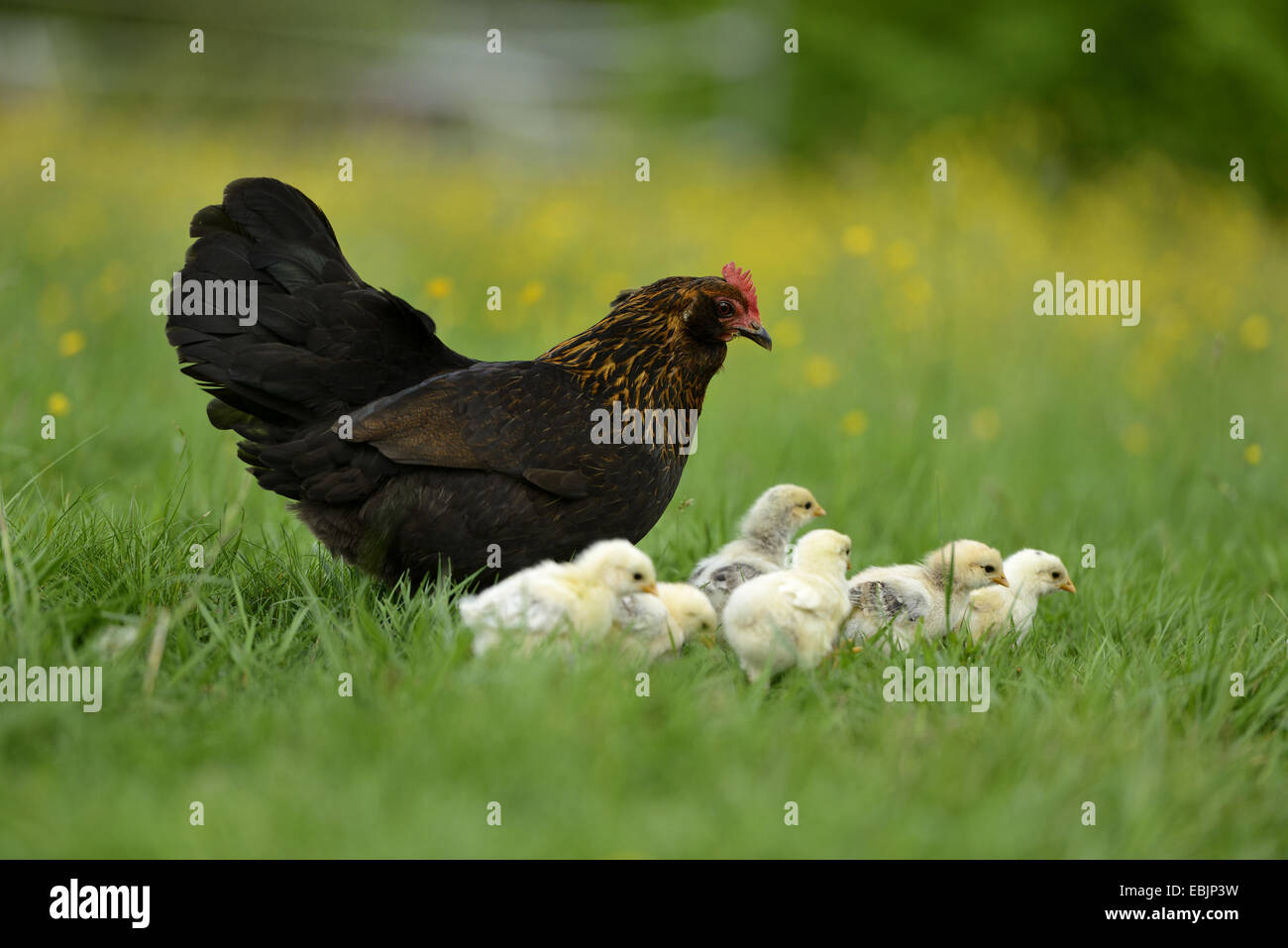 domestic fowl (Gallus gallus f. domestica), clucking hen with chicks ...