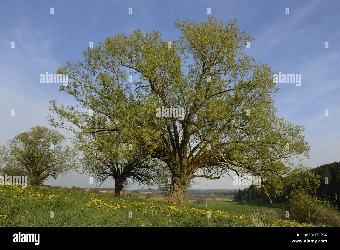 willow, osier (Salix spec.), single willows in a meadow landscape in ...