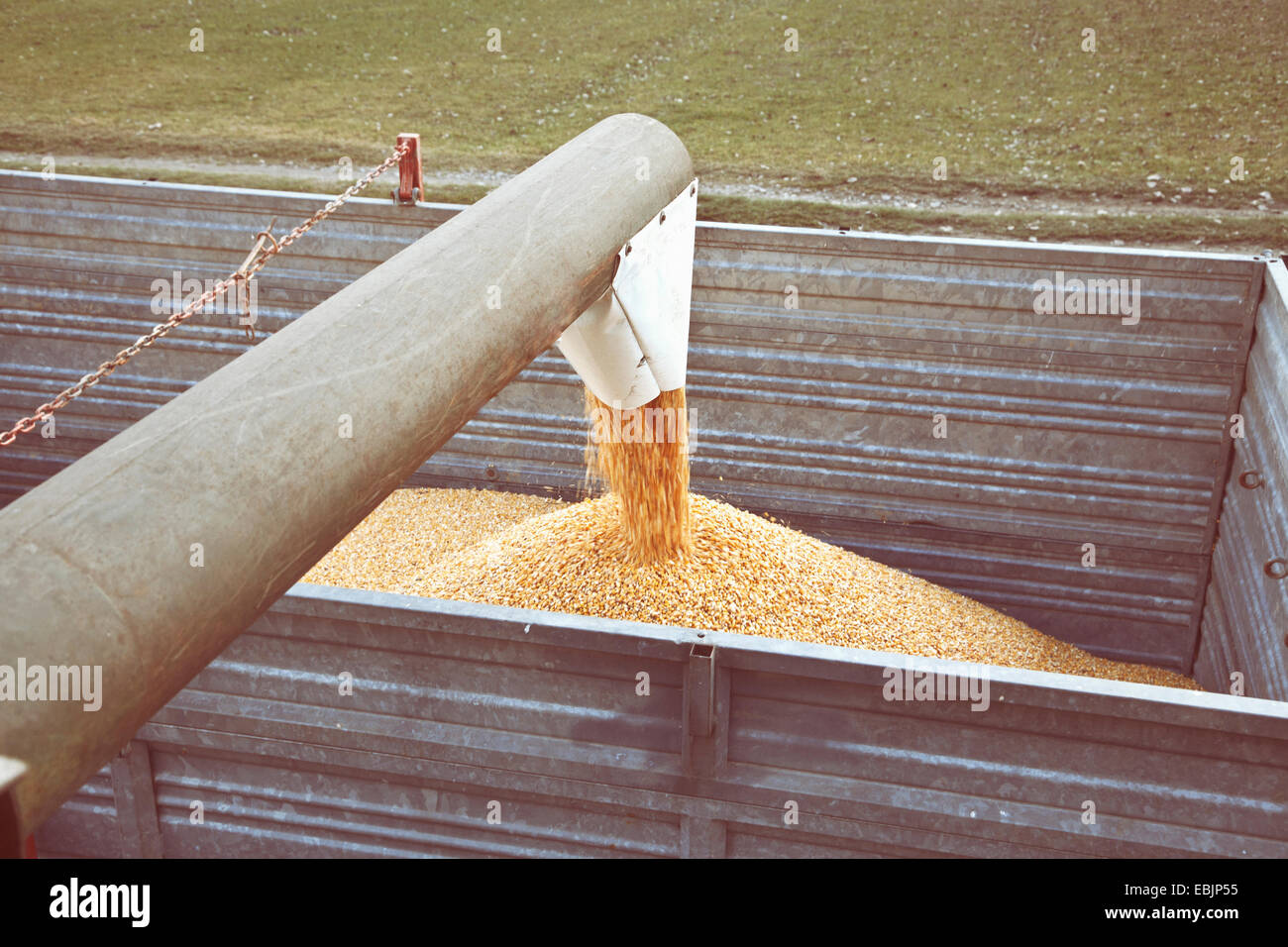 Agricultural machine pouring grain into trailer, Premosello, Verbania ...