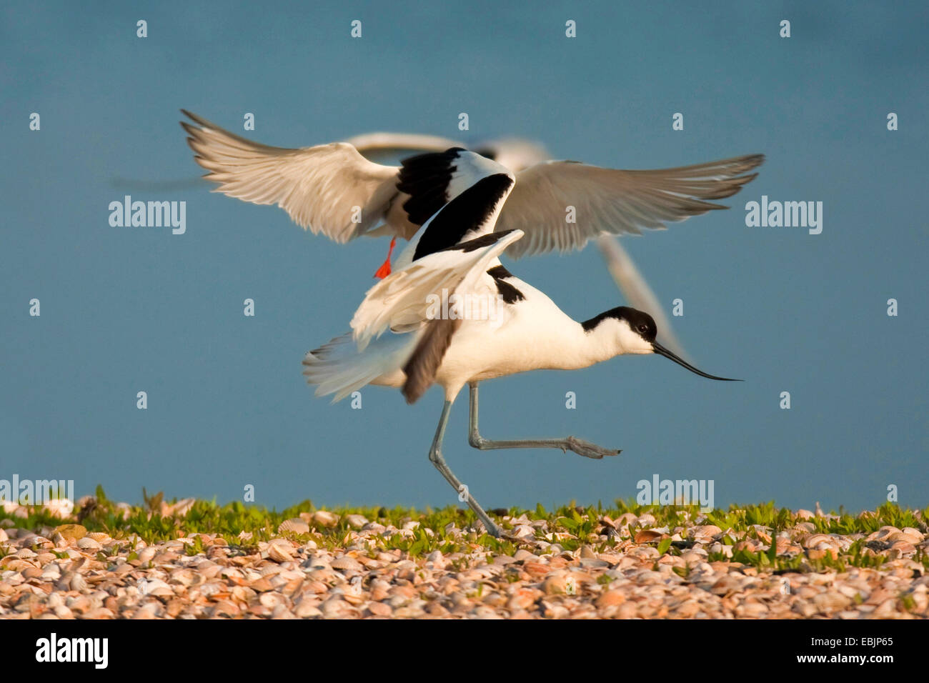 pied avocet (Recurvirostra avosetta), pied avocet and common tern in a ...