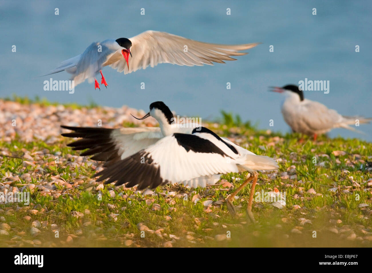 pied avocet (Recurvirostra avosetta), common tern attacking a pied ...