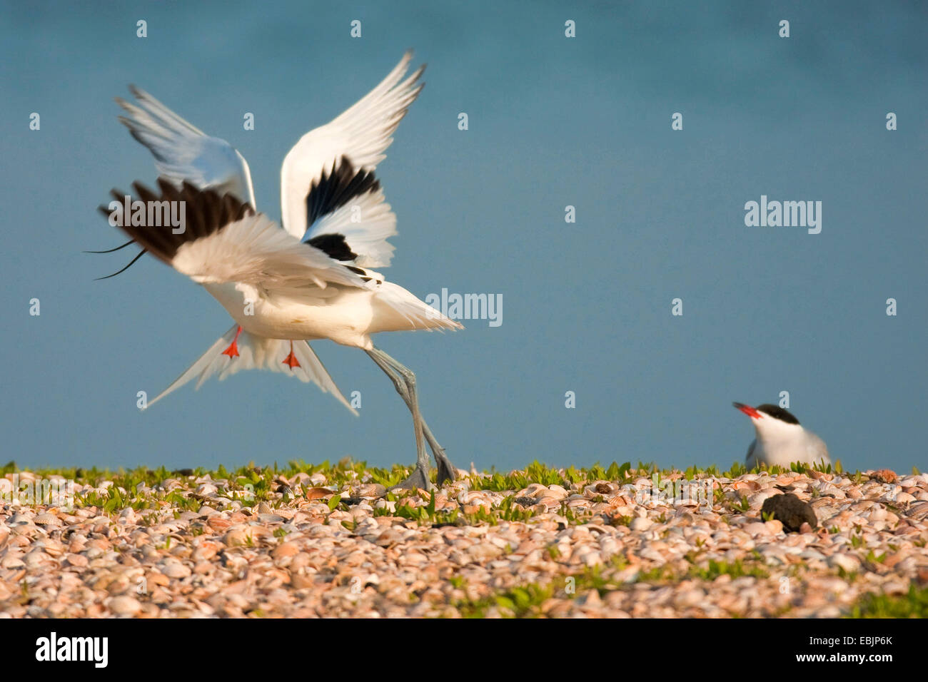 pied avocet (Recurvirostra avosetta), pied avocet and common tern in a ...