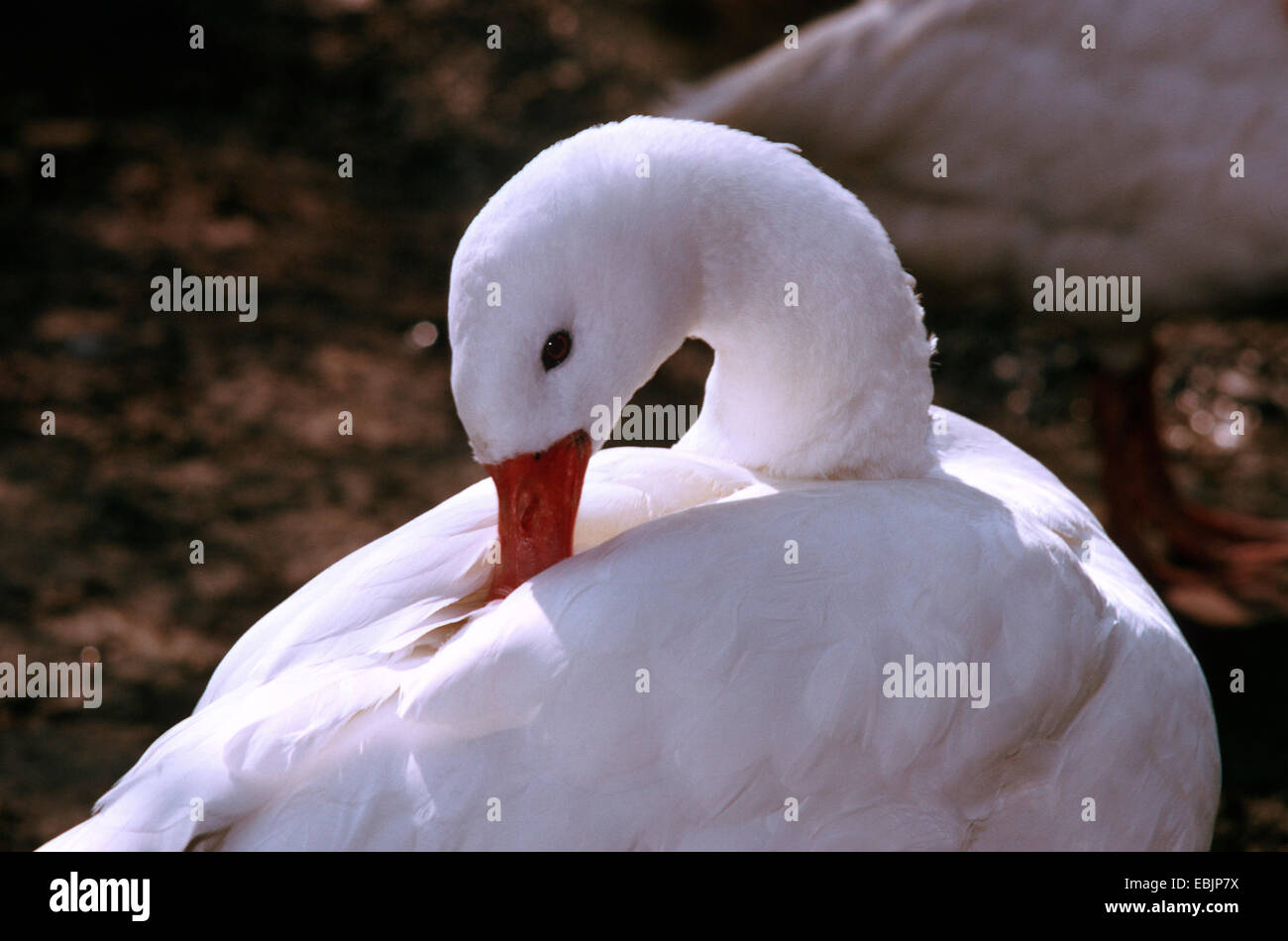 Coscoroba hi-res stock photography and images - Alamy