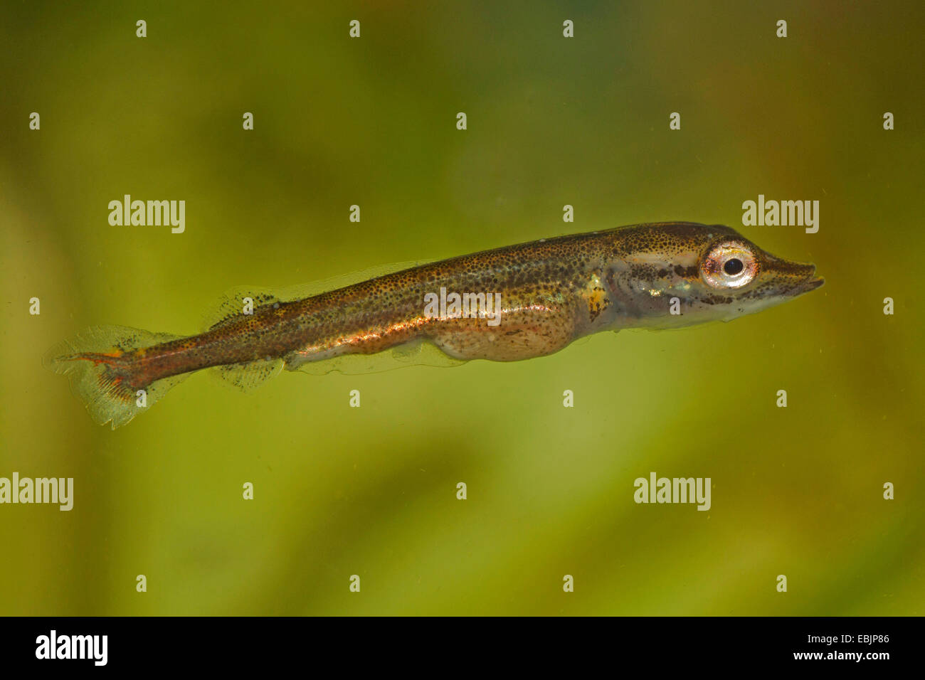 Young northern pike esox lucius hi-res stock photography and images - Alamy
