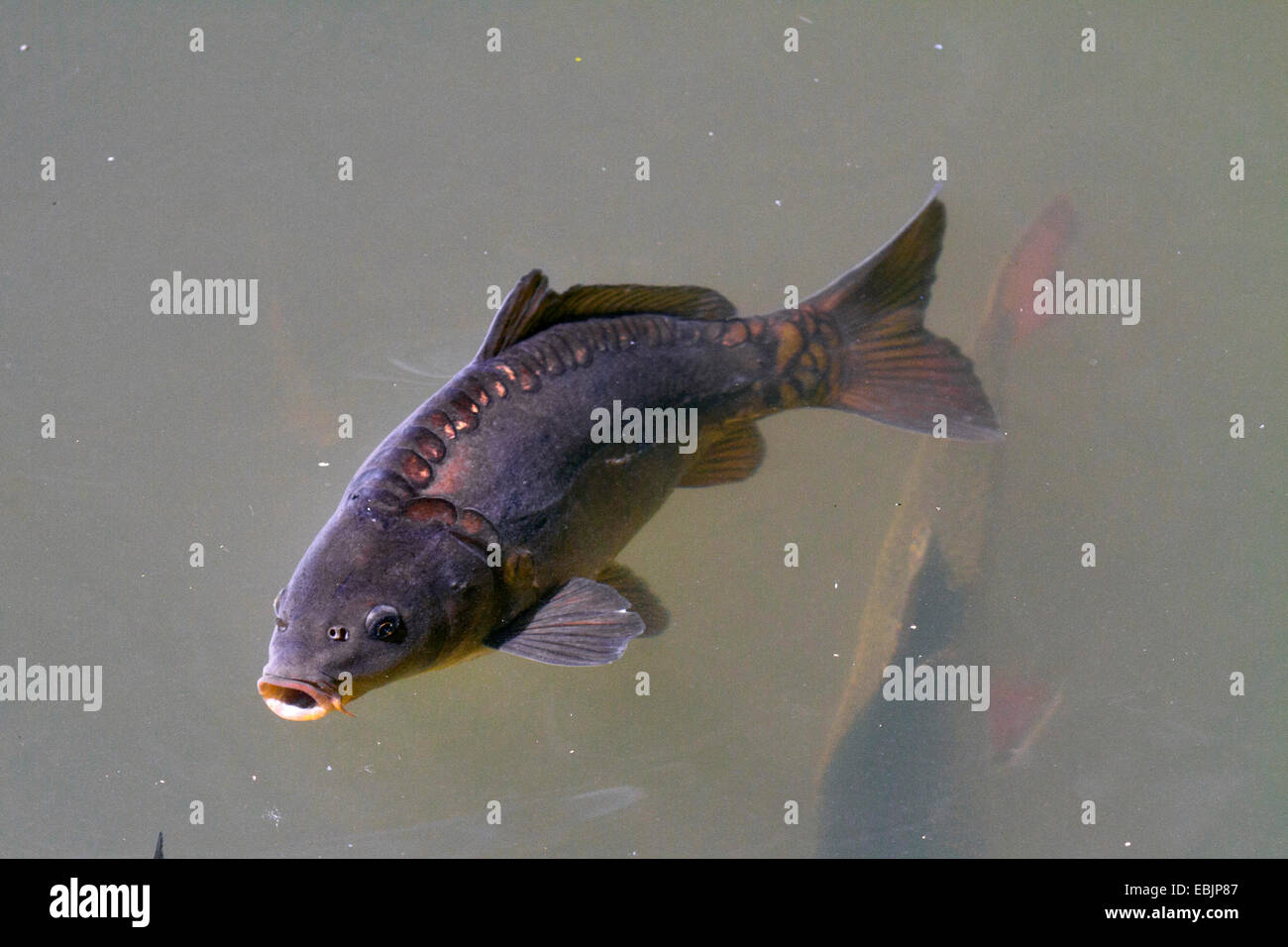 carp, common carp, European carp (Cyprinus carpio), mirror carp at ...