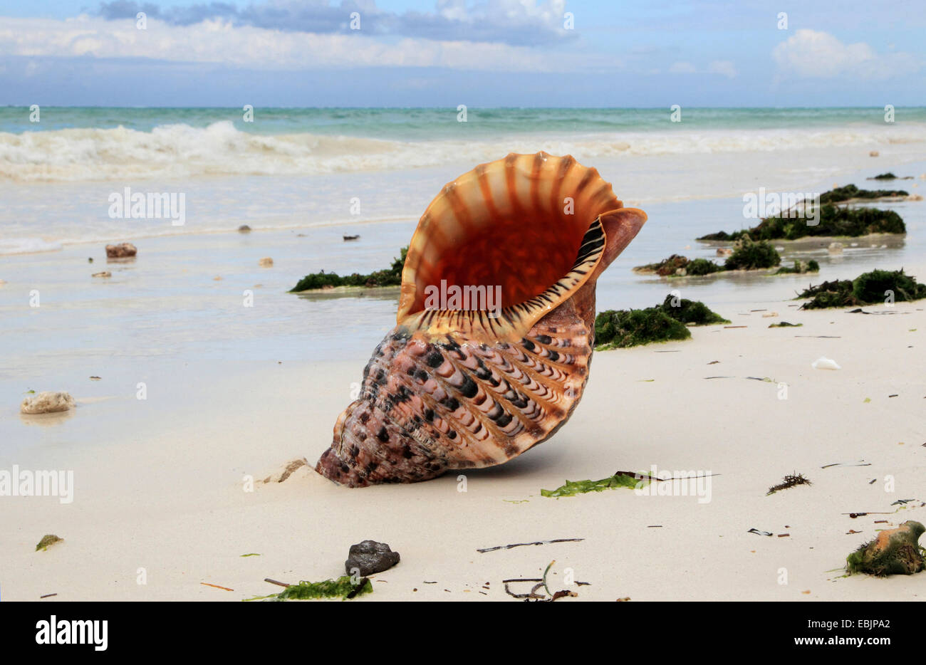 trumpet triton, Pacific triton, giant triton, triton's trumpet ...