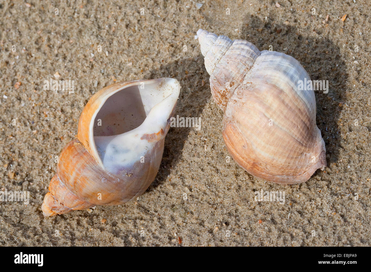 Common whelk shell hi-res stock photography and images - Alamy