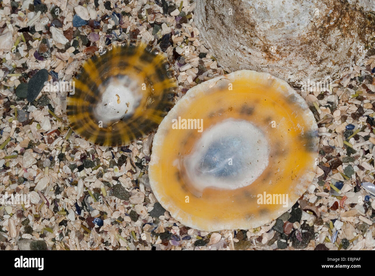 common limpet, common European limpet (Patella vulgata), on a rock ...