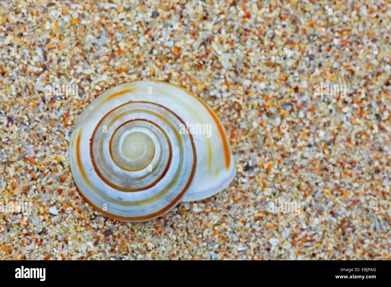 Snail shell patterns hi-res stock photography and images - Alamy