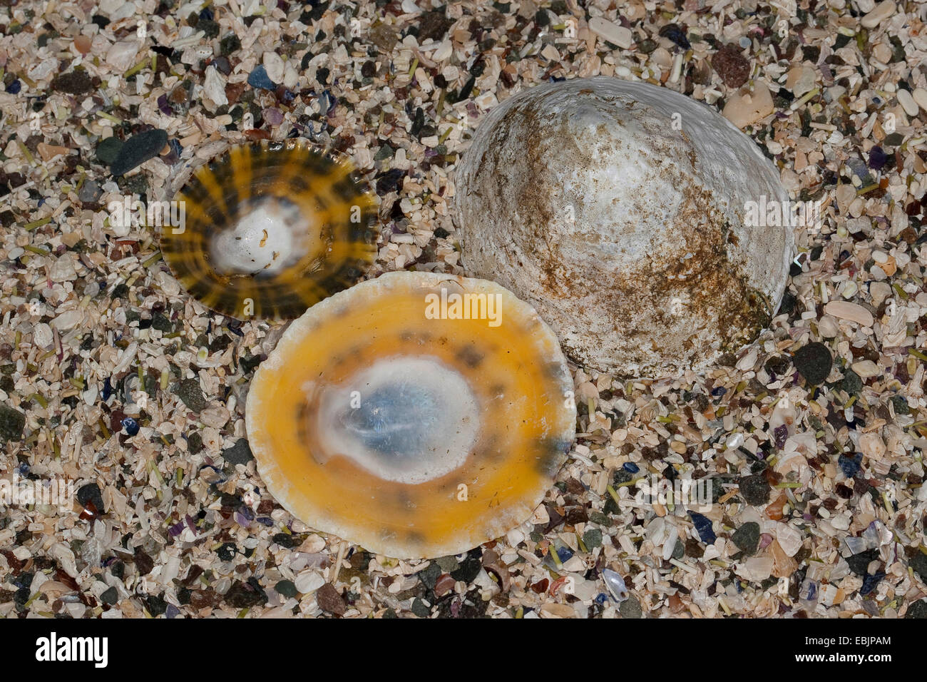 common limpet, common European limpet (Patella vulgata), on a rock ...