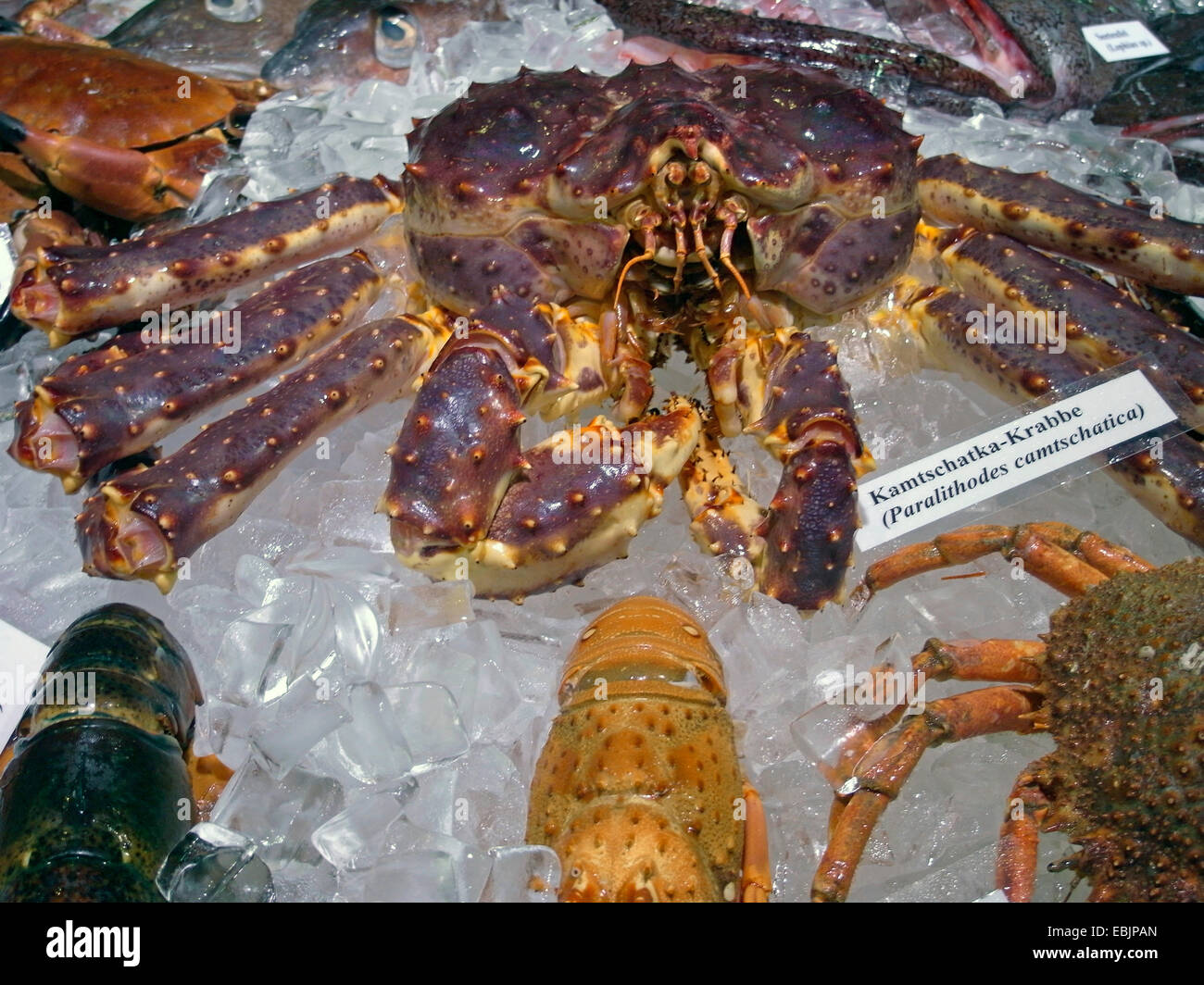 red king crab, Paralithodes camtschaticus (Paralithodes camtschaticus ...