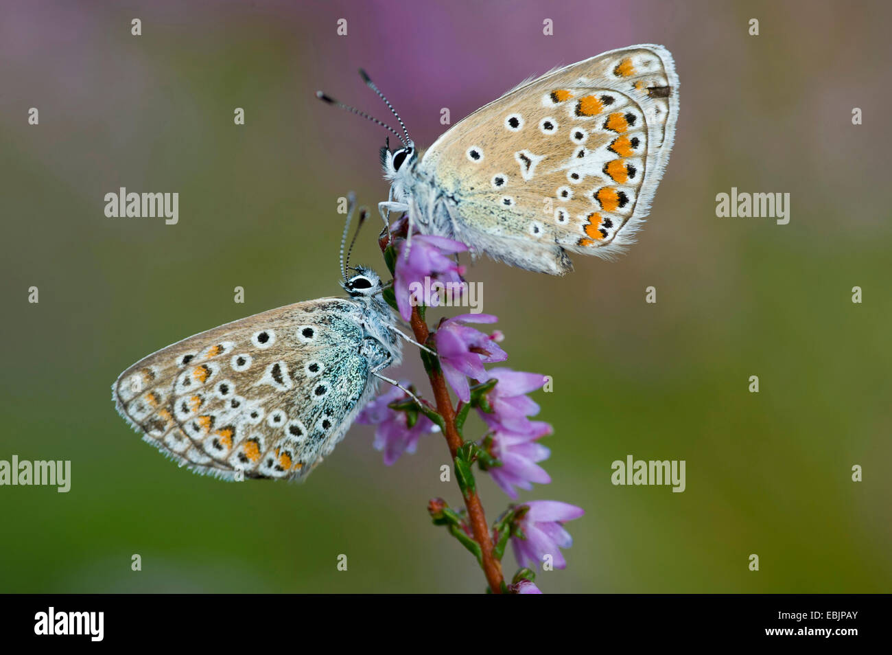German butterflies hi-res stock photography and images - Alamy
