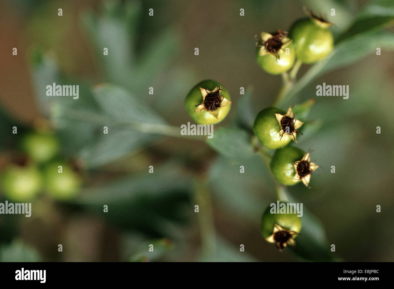 Azarole hawthorn crataegus azarolus hi-res stock photography and images ...