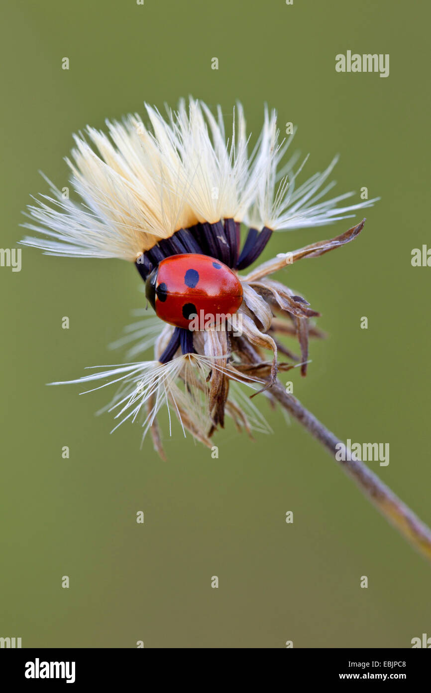 Fivespot ladybird hi-res stock photography and images - Alamy