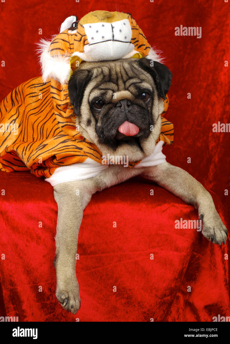 Pug (Canis lupus f. familiaris), disguised as a tiger Stock Photo - Alamy