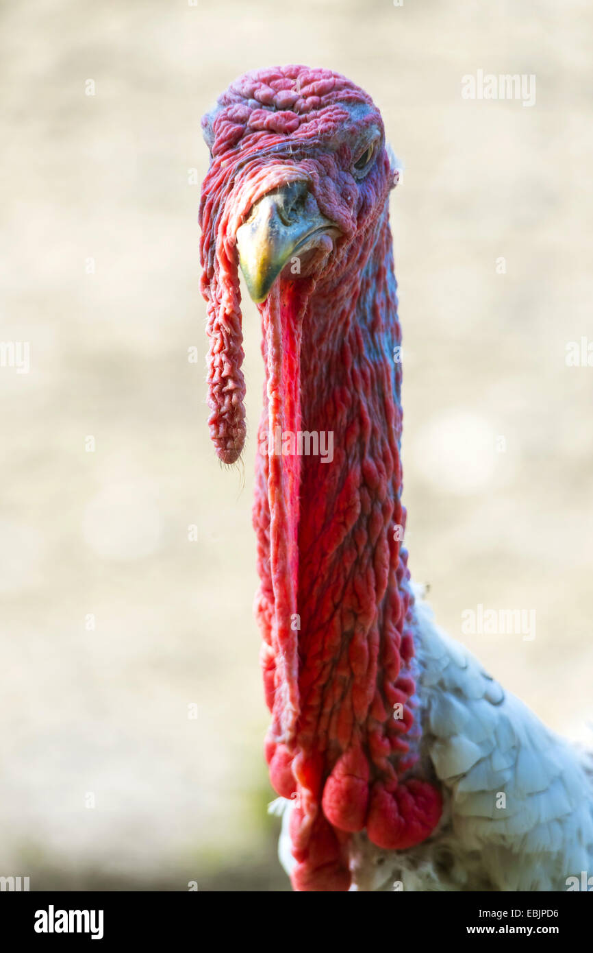 common turkey (Meleagris gallopavo), portrait of a cock, Germany, North ...