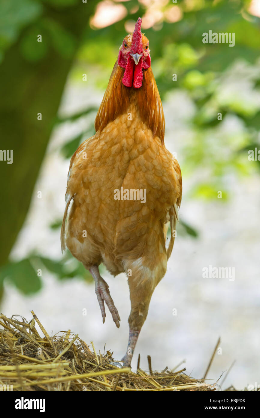 domestic fowl (Gallus gallus f. domestica), cock on a dung hill ...